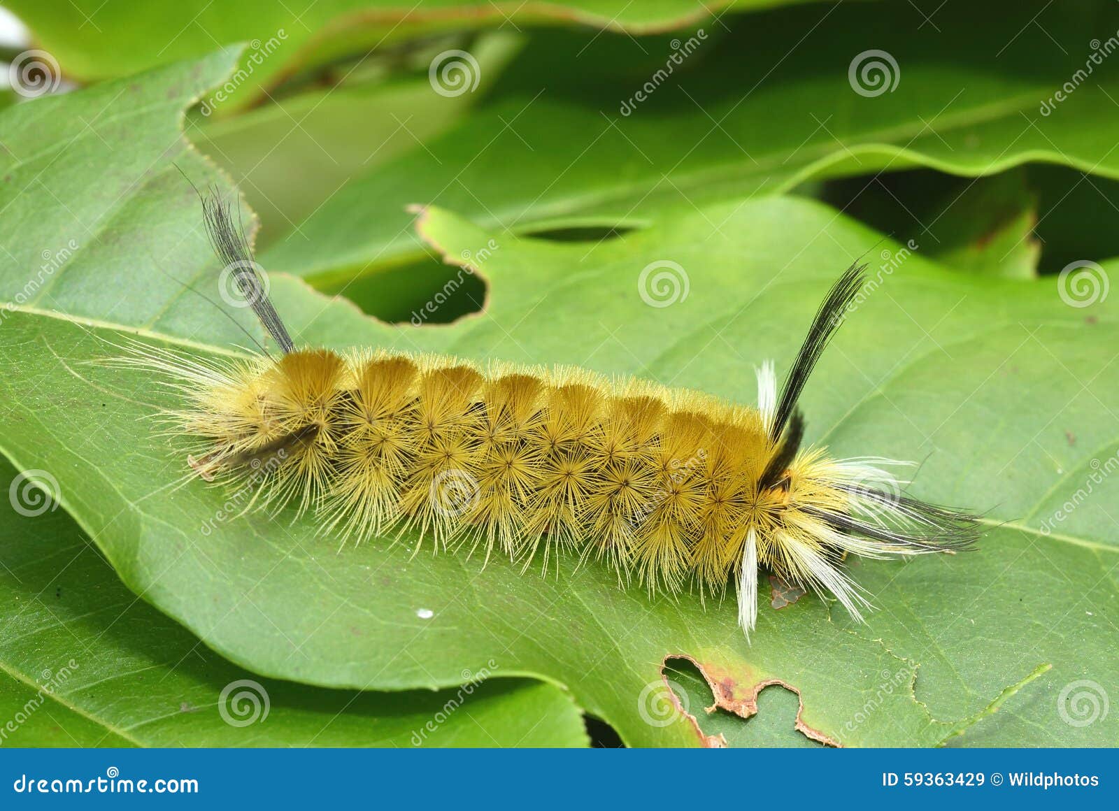 Banded Tussock Moth Caterpillar Chewing On Leaf Royalty-Free Stock ...