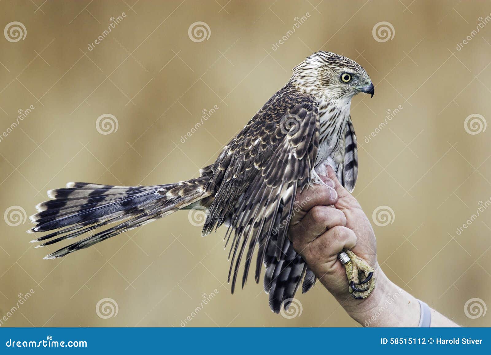 Bander Holding a Coopers Hawk Stock Photo - Image of symbol, birds ...
