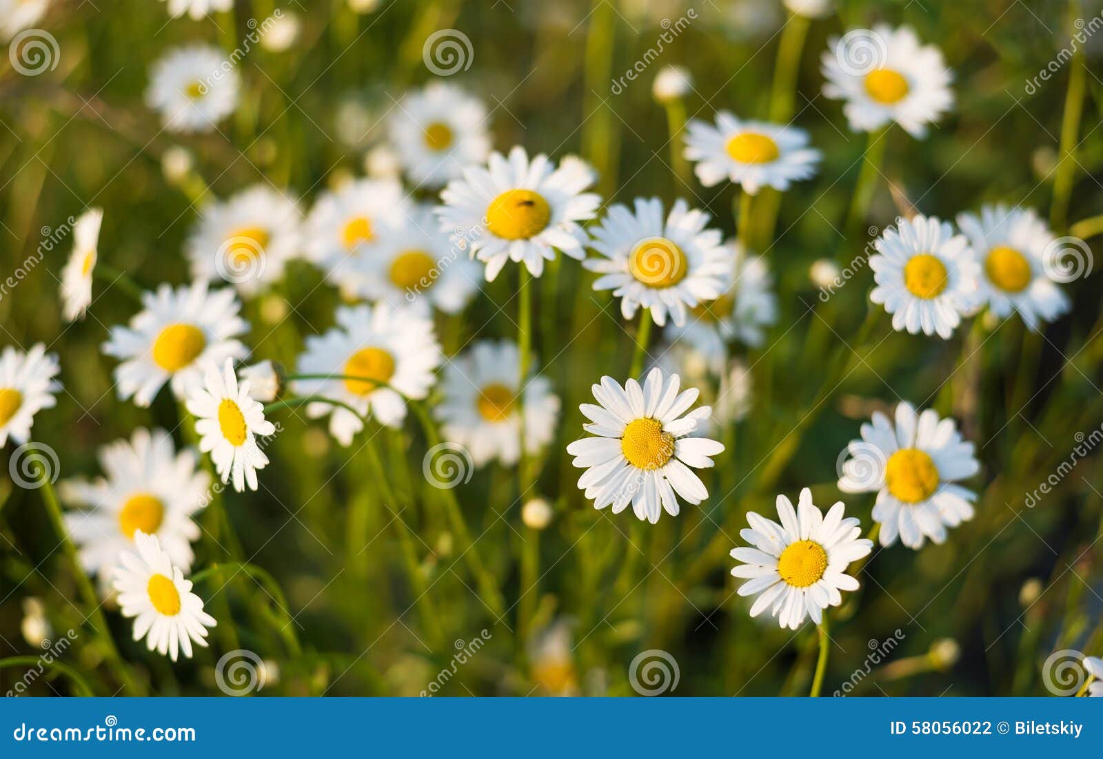 Bandera De Las Flores Background Foto de archivo - Imagen de cubo ...