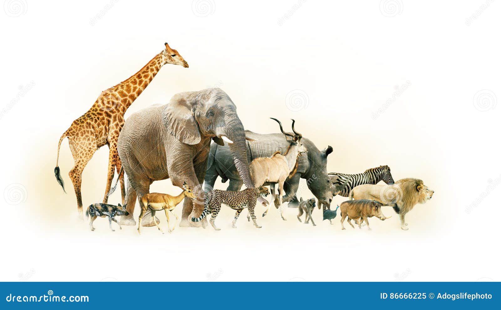 80,672 Animales Que Caminan Fotos de stock - Fotos libres de regalías ...