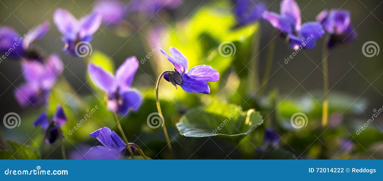 Bandera violeta de la flor foto de archivo. Imagen de espacio - 72014222