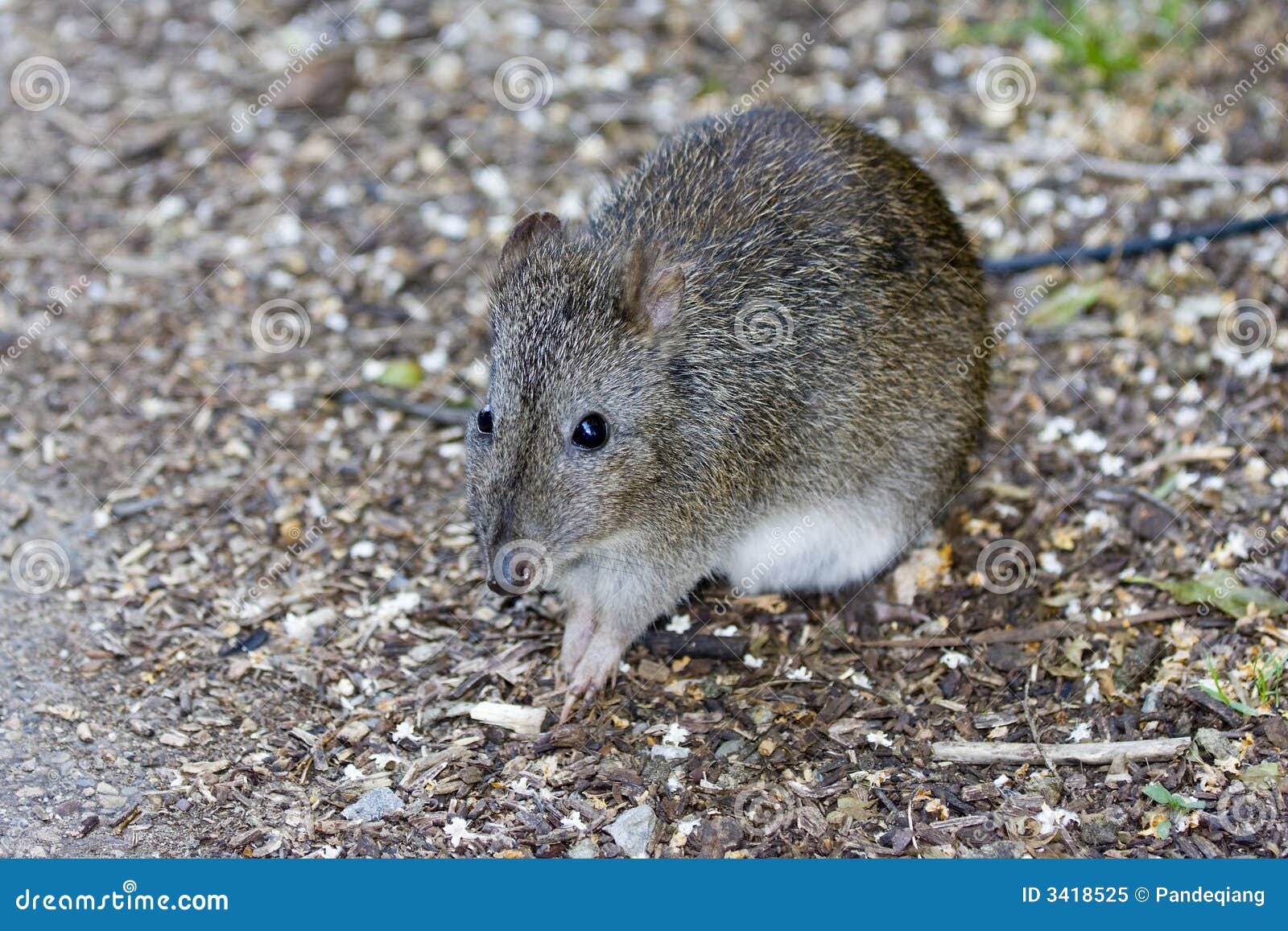 Bandicoot, Looking for Food Stock Image - Image of potoroo, wildlife ...