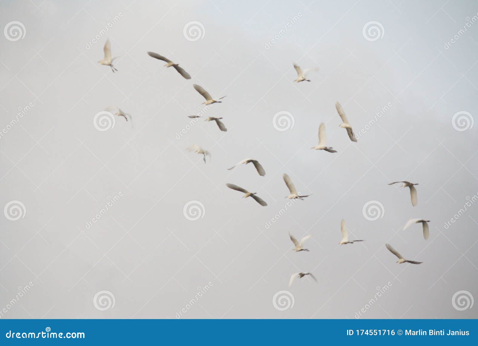 Bando de aves voando foto de stock. Imagem de preto - 174551716