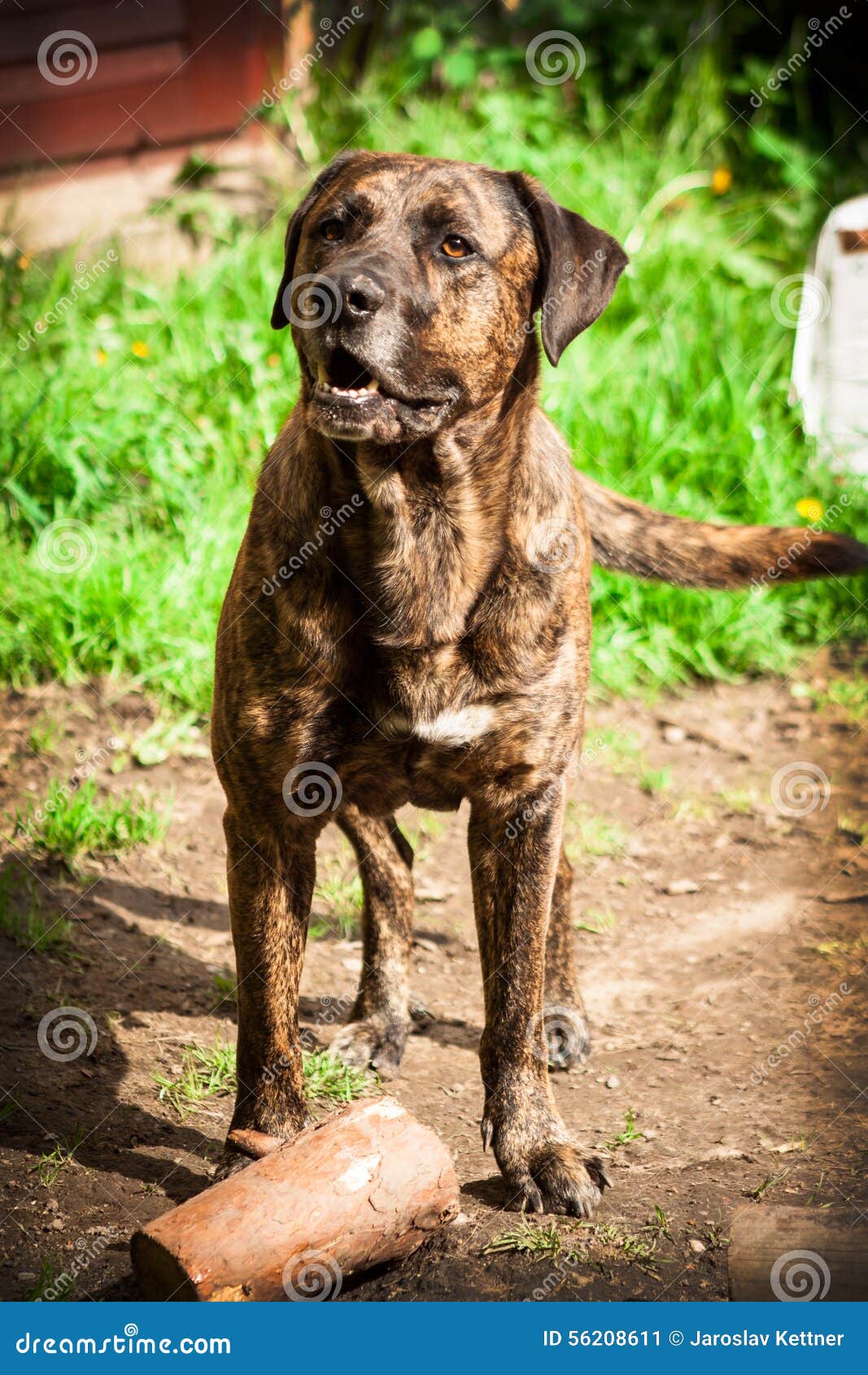 Bandog stock image. Image of labrador, retriever, pure - 56208611
