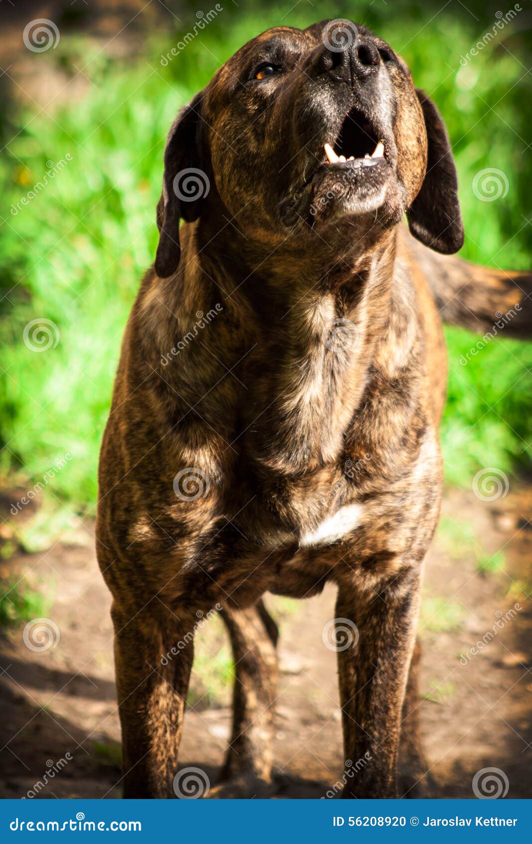 Bandog stock photo. Image of breed, active, bath, female - 56208920
