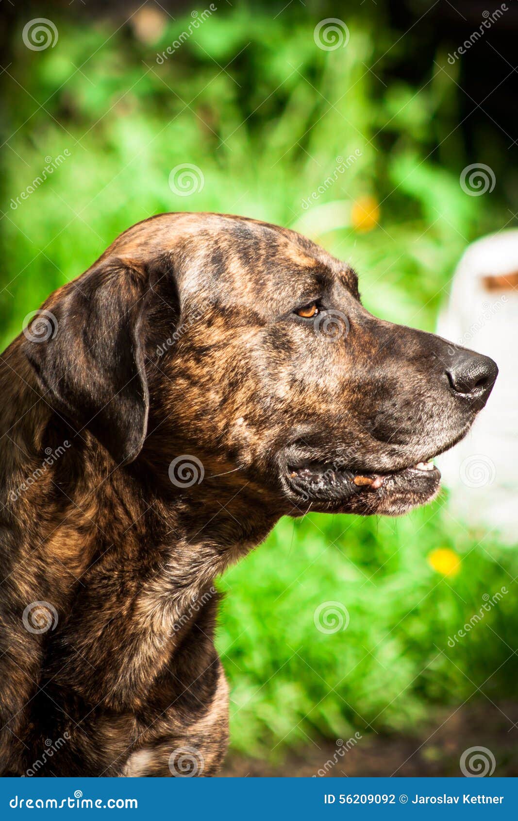 Bandog stock photo. Image of hunt, garden, bandog, front - 56209092