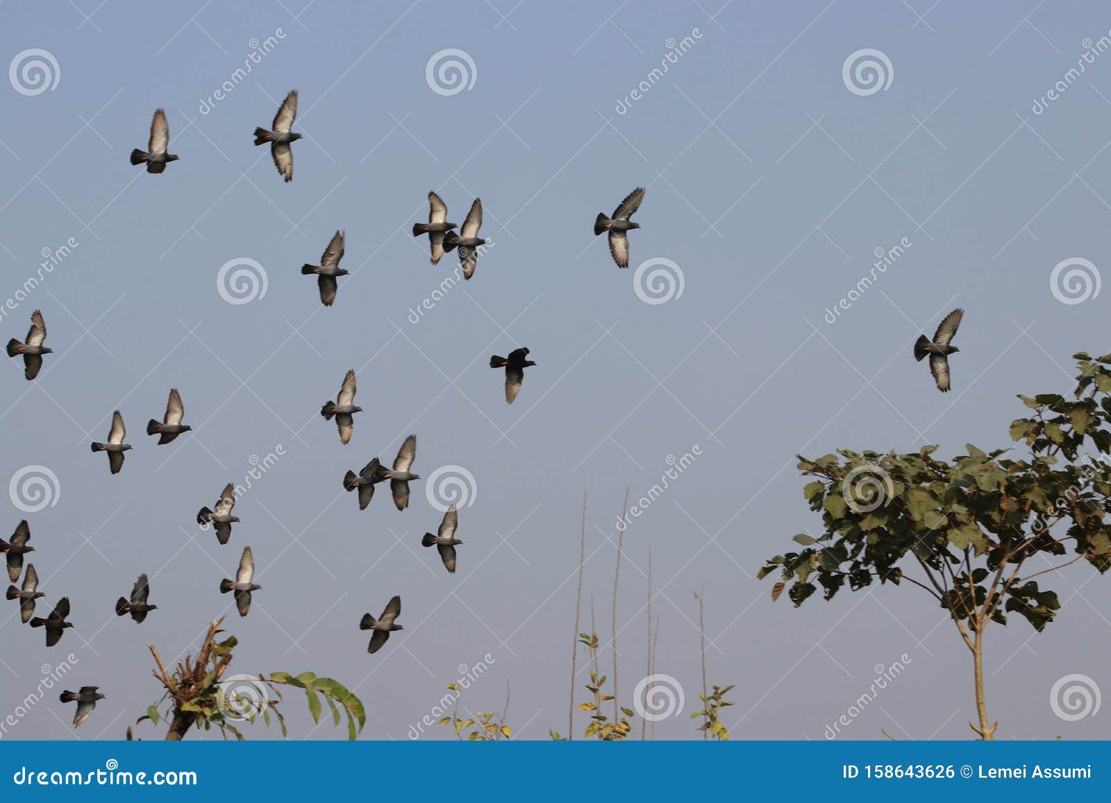 Bandos de aves voando foto de stock. Imagem de vôo, rebanhos - 158643626