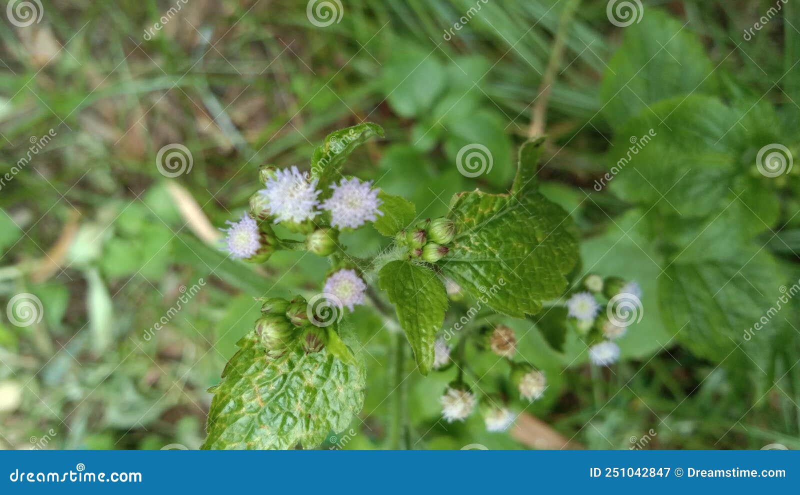 Bandotan Plant in the Morning Stock Image - Image of flower, produce ...