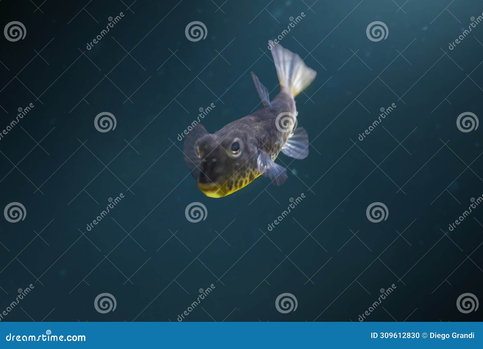Bandtail Puffer fish stock photo. Image of biology, ecological - 309612830