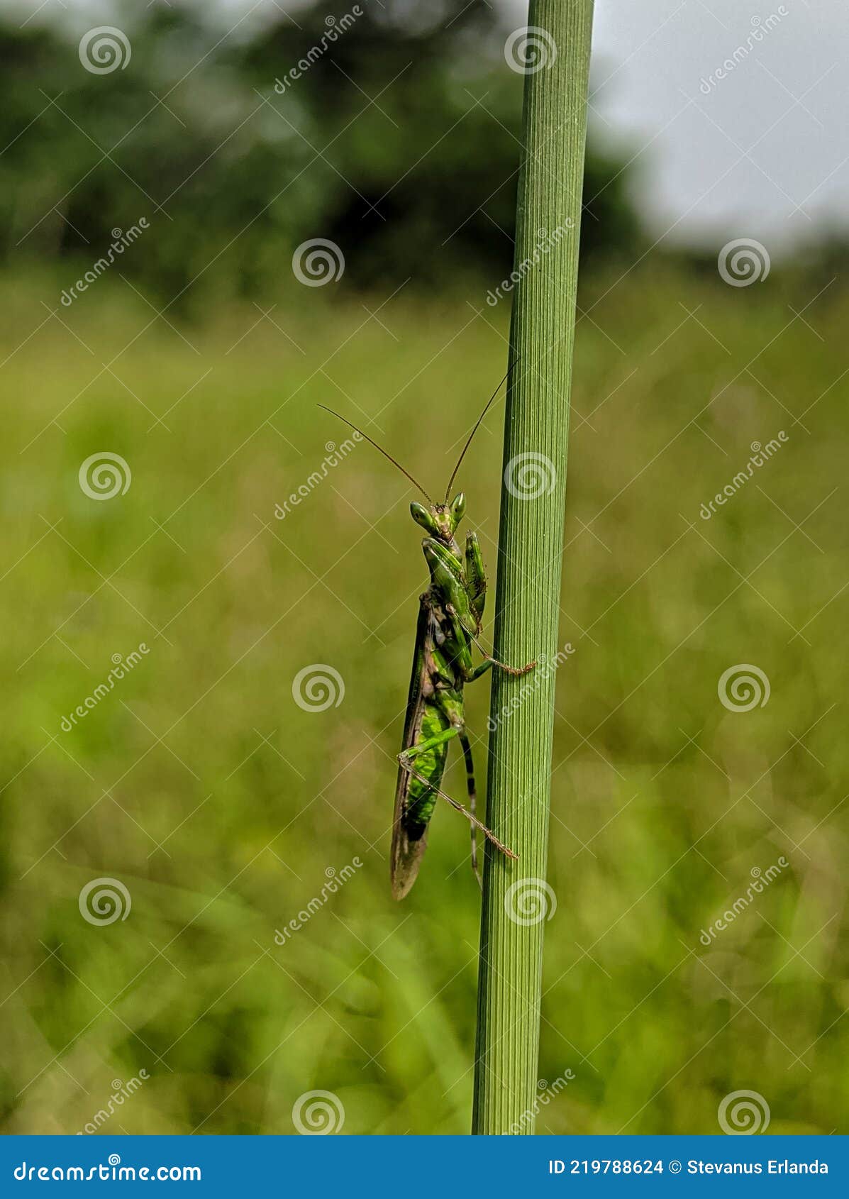 Bandung, Indonesia â€“ May 26, 2021: Praying Mantis on the Thatch ...