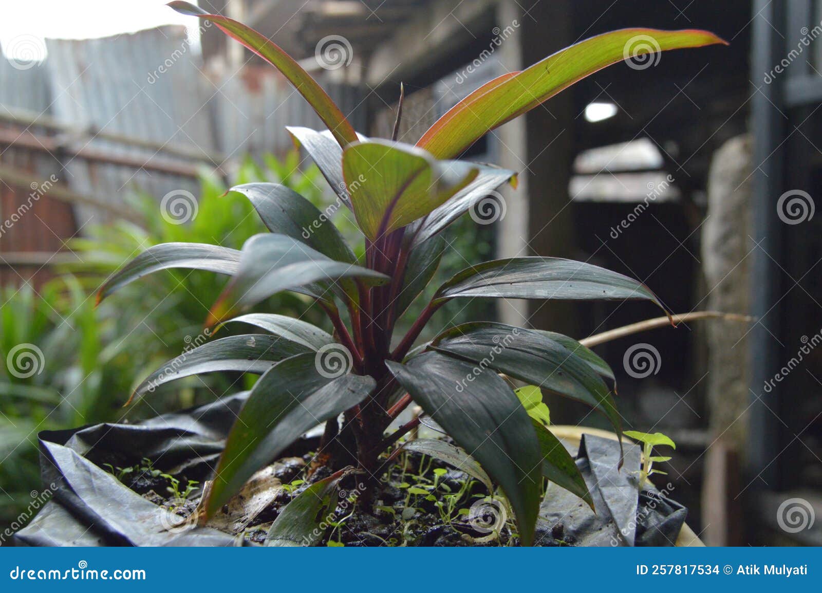 Bandung, September 25, 2022, Unique Mini & X22;Hanjuang& X22; Leaves ...