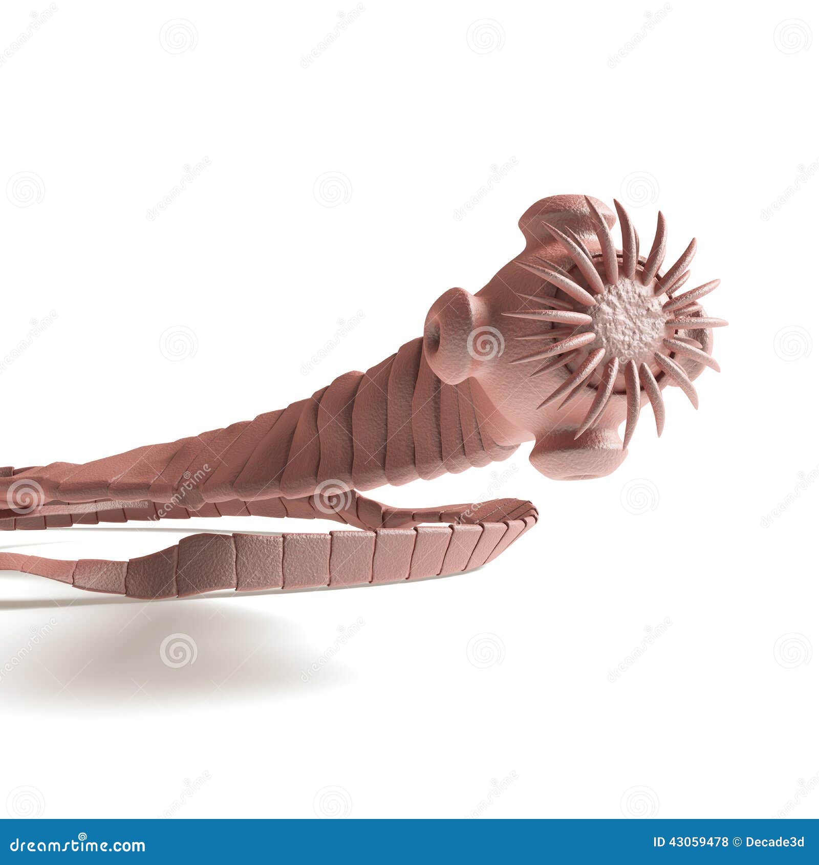Bandwurm - Cestoda - Vorderansicht Stock Abbildung - Illustration von ... Bandwurm - Cestoda - Vorderansicht Stock Abbildung - Illustration von ...