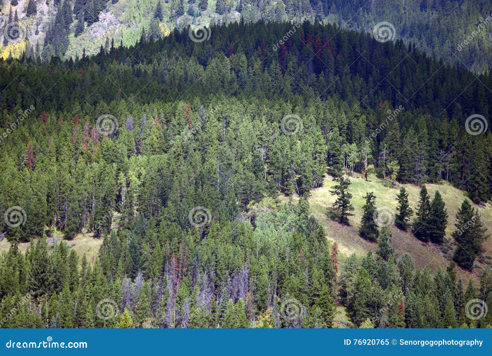 Banff National Park stock image. Image of mountains, trees - 76920765