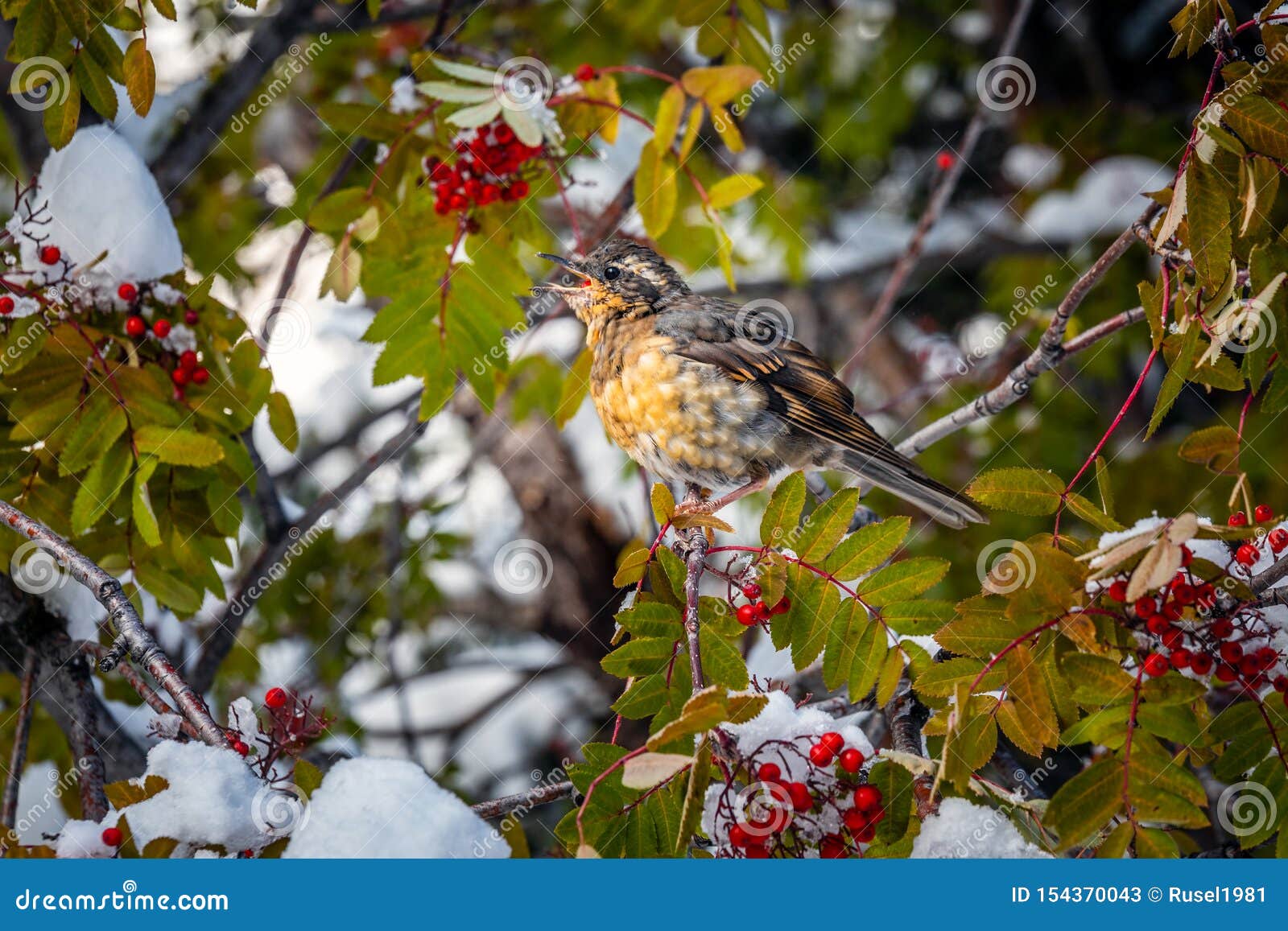 Banff National Park stock image. Image of colorful, clouds - 154370043