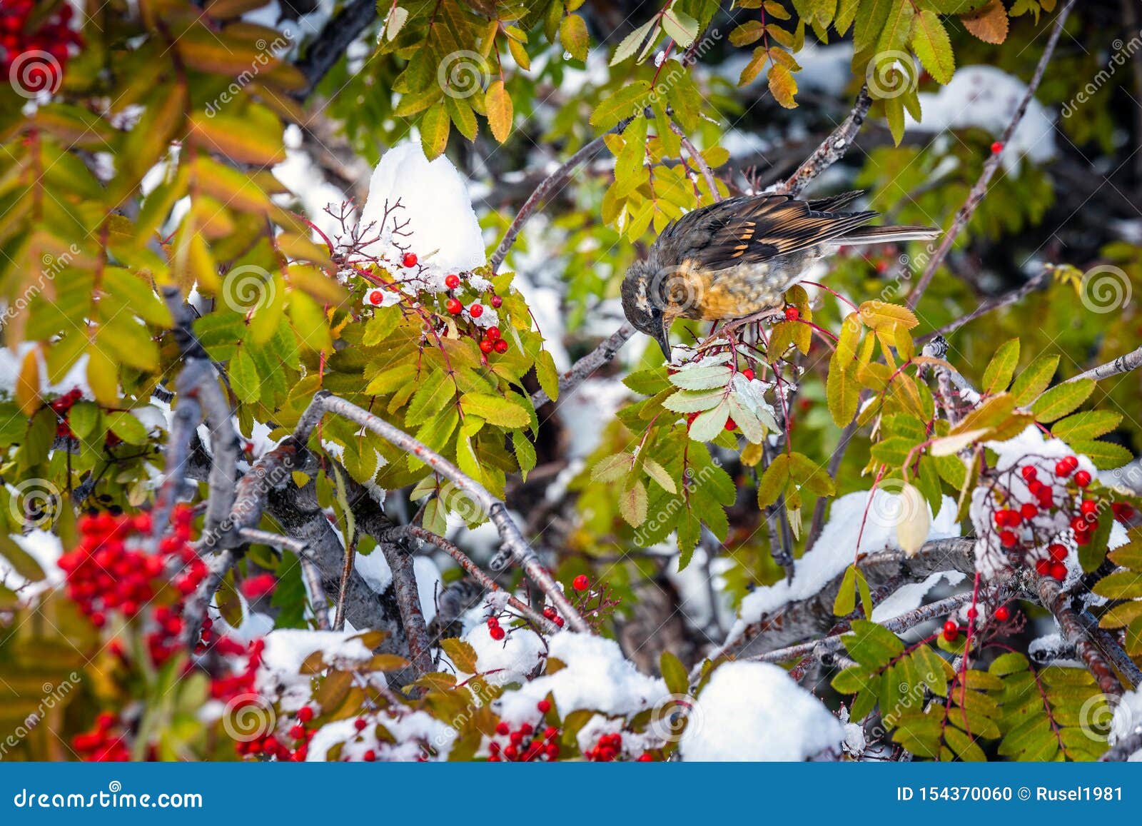 Banff National Park stock photo. Image of cold, bird - 154370060