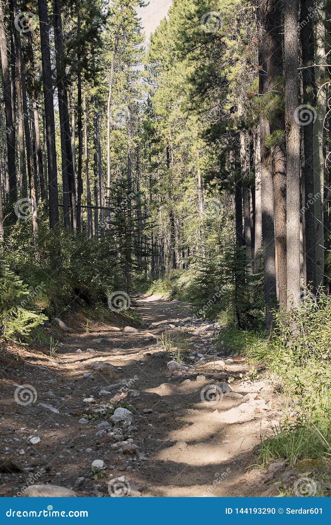 Banff path stock photo. Image of outdoor, scenic, path - 144193290
