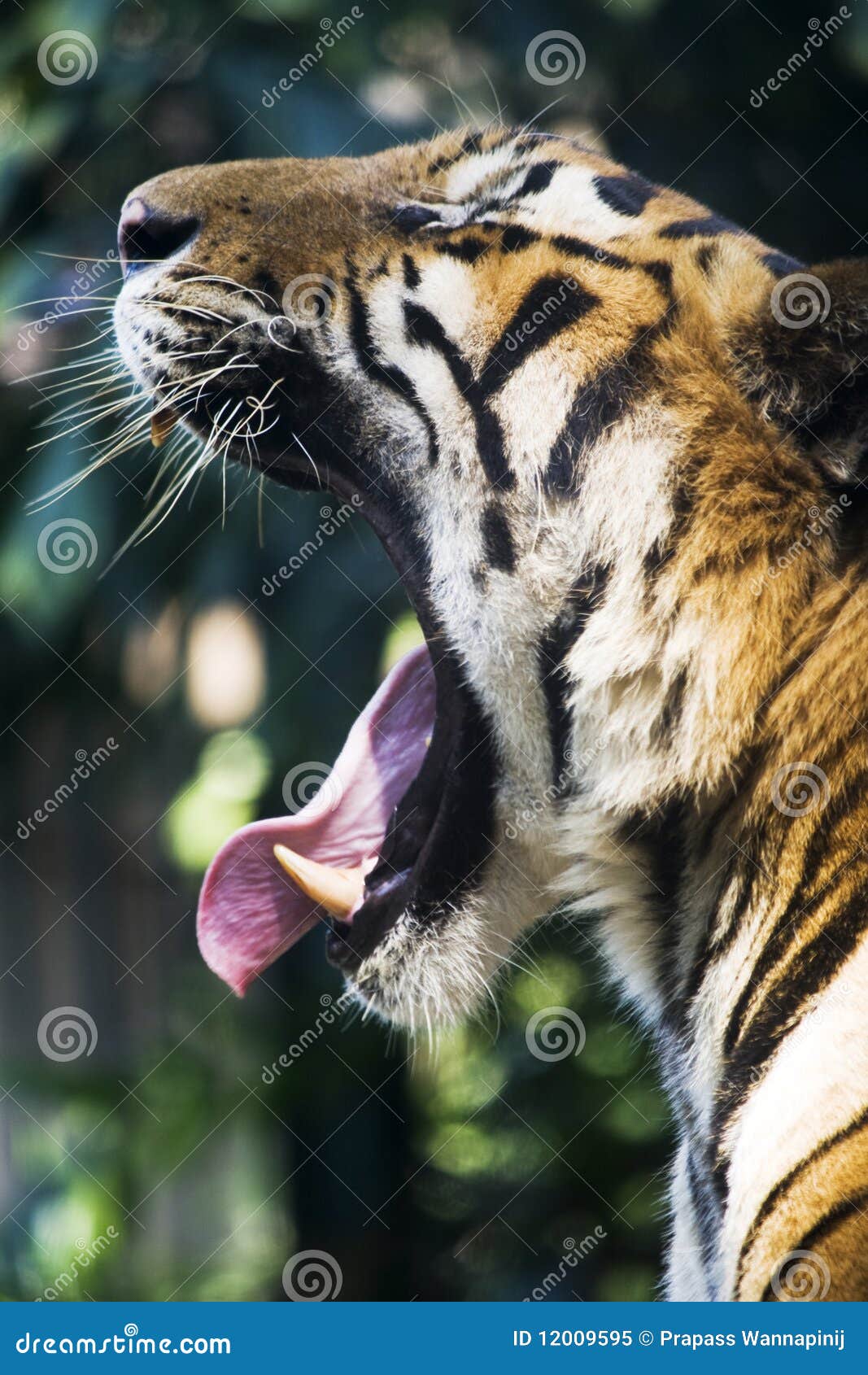 Bangal tiger growl stock image. Image of wild, mature - 12009595