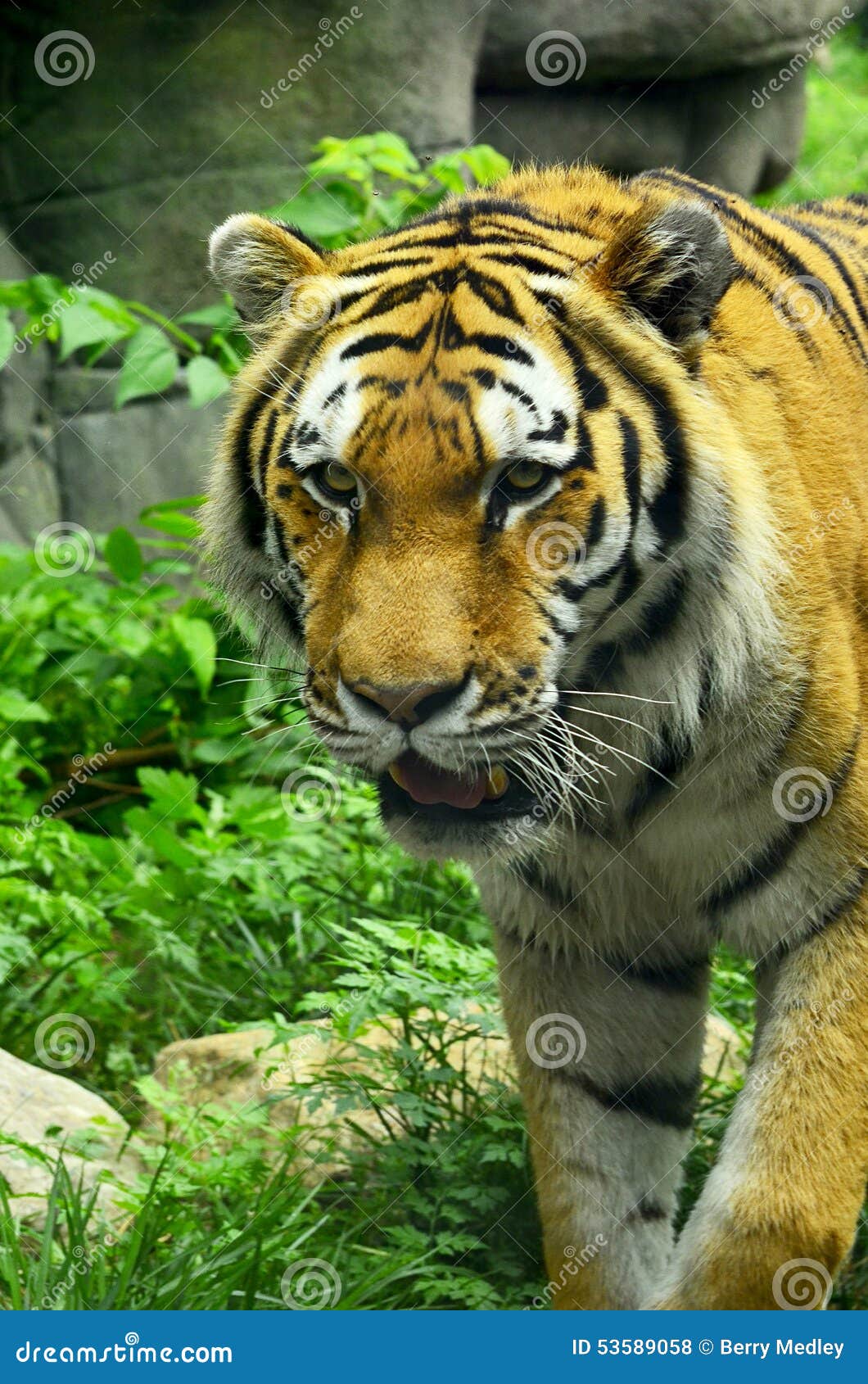 Bangel Tiger paces forward stock photo. Image of rhinoceros - 53589058