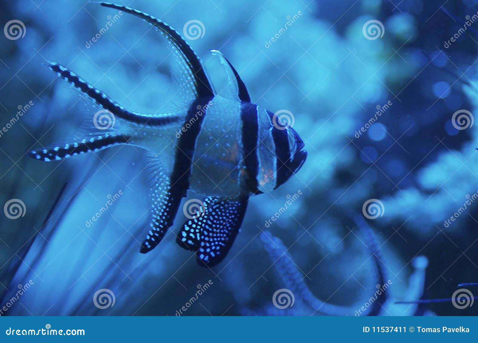 Blue Cardinal Fish