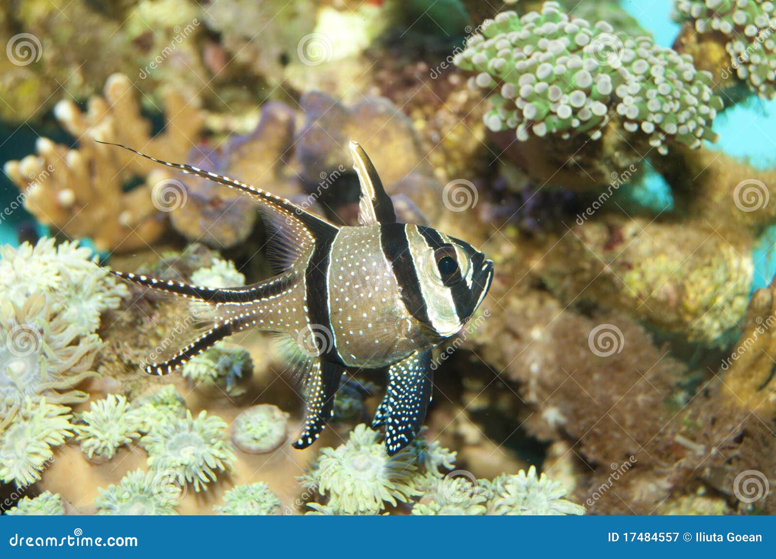 Banggai Cardinal Fish stock image. Image of kauderni - 17484557