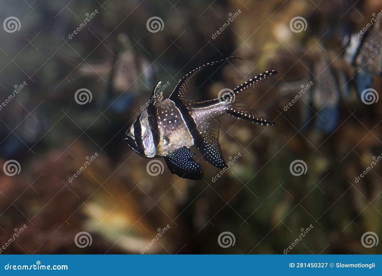 Banggai Cardinal Fish, Pterapogon Kauderni Stock Image - Image of ...