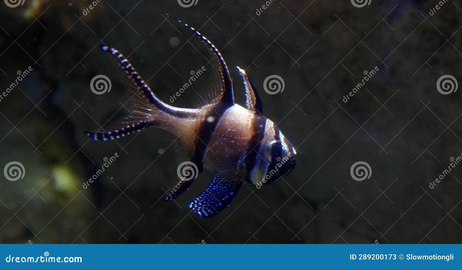 Banggai Cardinal Fish, Pterapogon Kauderni Stock Image - Image of ...