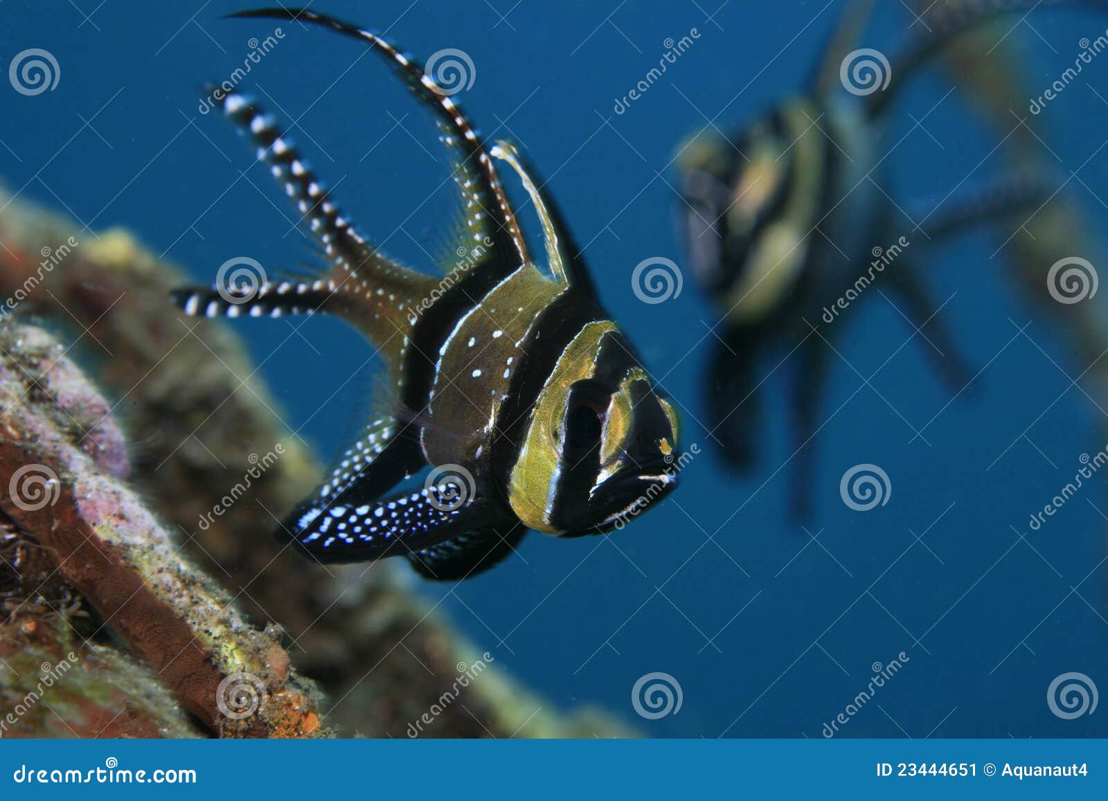 Banggai cardinalfish stock image. Image of beautiful - 23444651