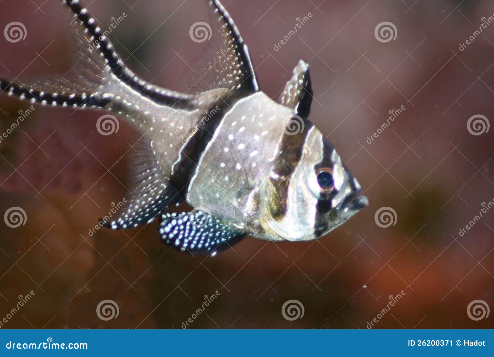 Banggai cardinalfish stock image. Image of kauderni, cardinalfish ...