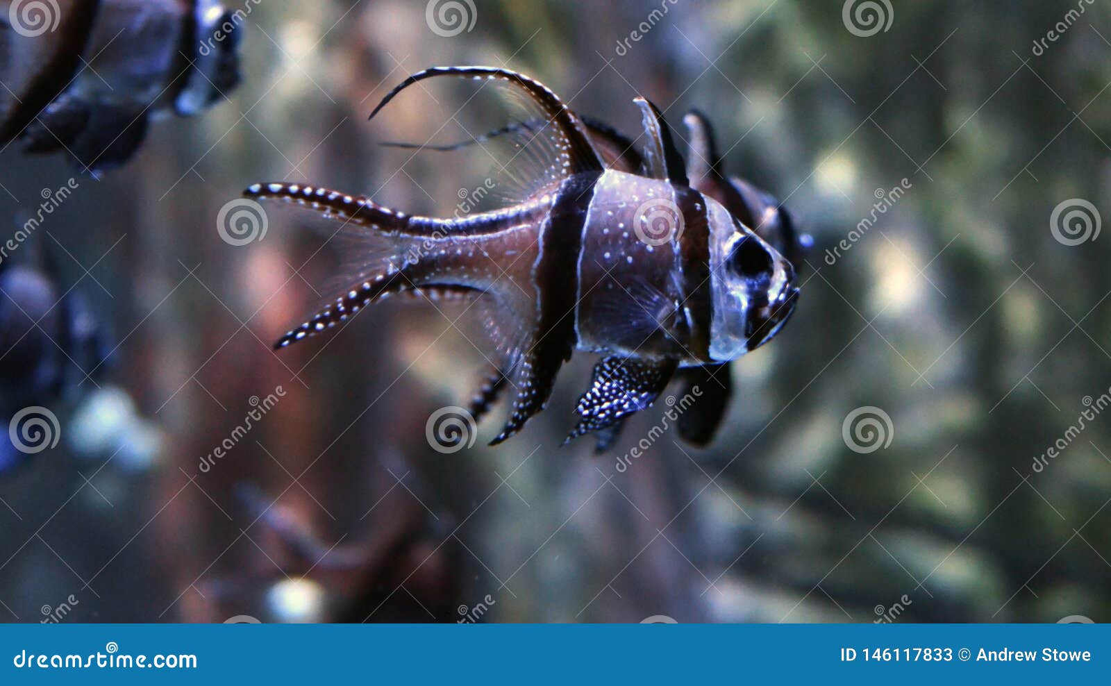 Banggai Cardinalfish Pterapogon Kauderni Stock Image - Image of ...