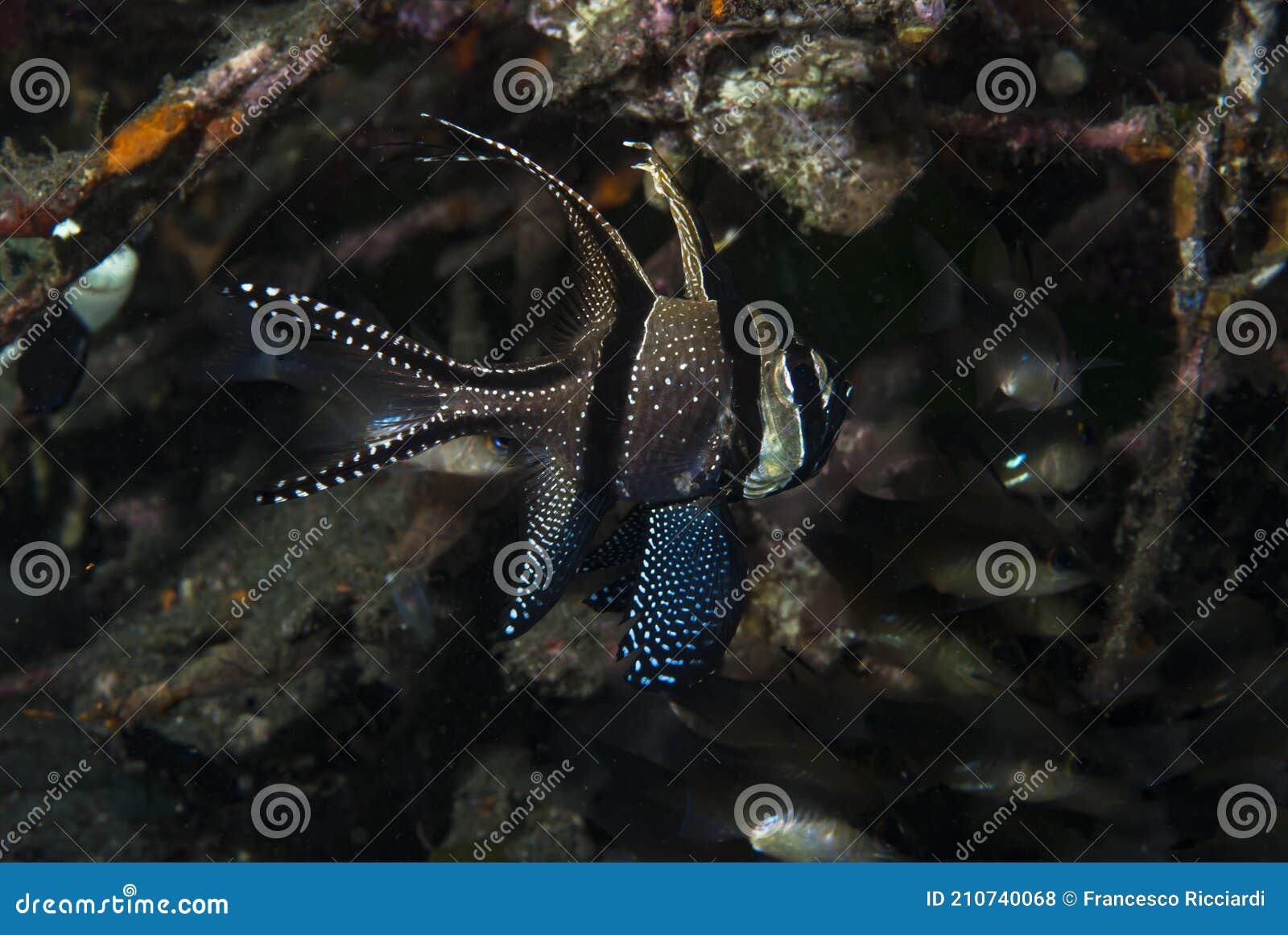 Banggai Cardinalfish Pterapogon Kauderni Stock Photo - Image of ...