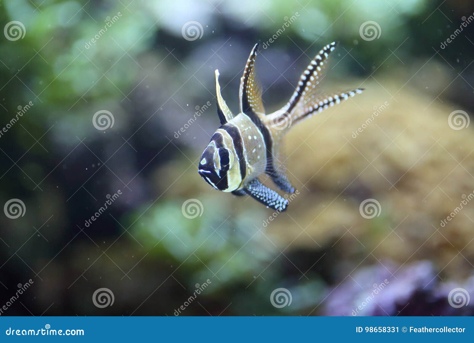 Banggai cardinalfish stock image. Image of okinawa, banggai - 98658331