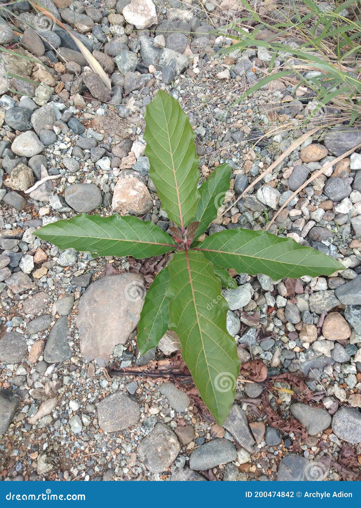 Bangkal Tree Photos - Free & Royalty-Free Stock Photos from Dreamstime