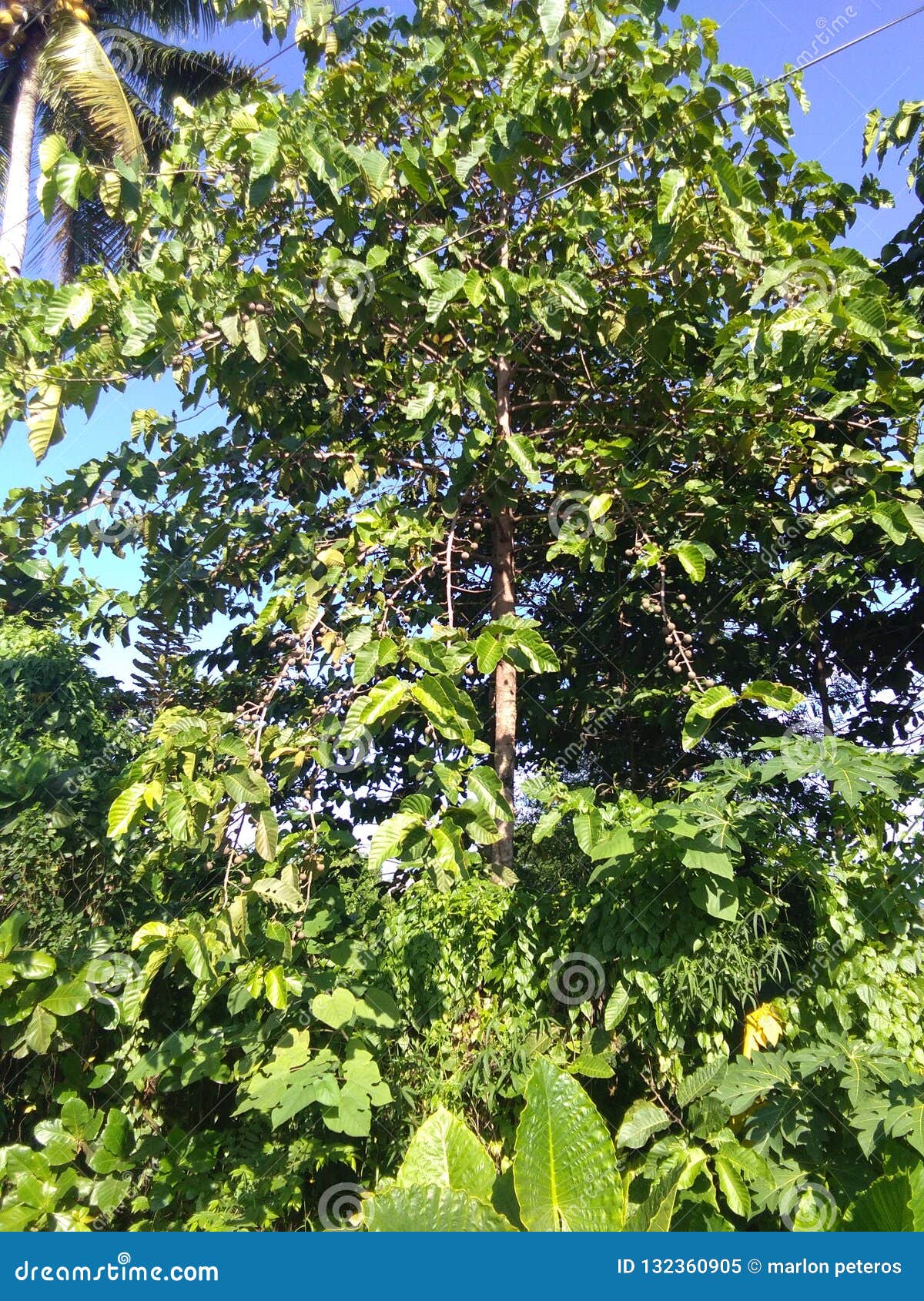 Bangkal stock image. Image of bangkal, swamp, wets, tree - 132360905