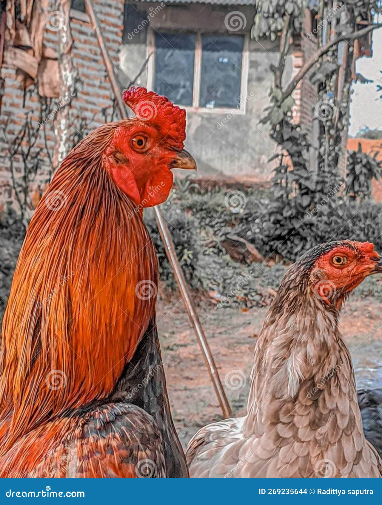 Bangkok Chickens are Red and Hens are White Stock Photo - Image of bird ...
