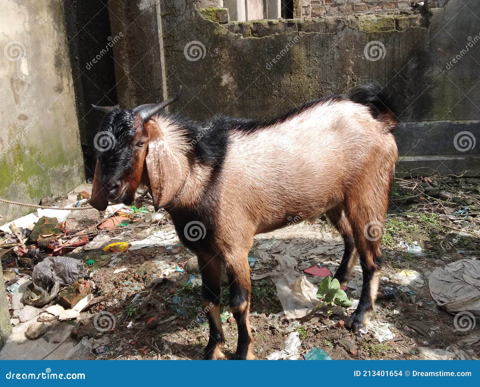 Bangladesh goat bazar stock photo. Image of goat, baza - 213401654