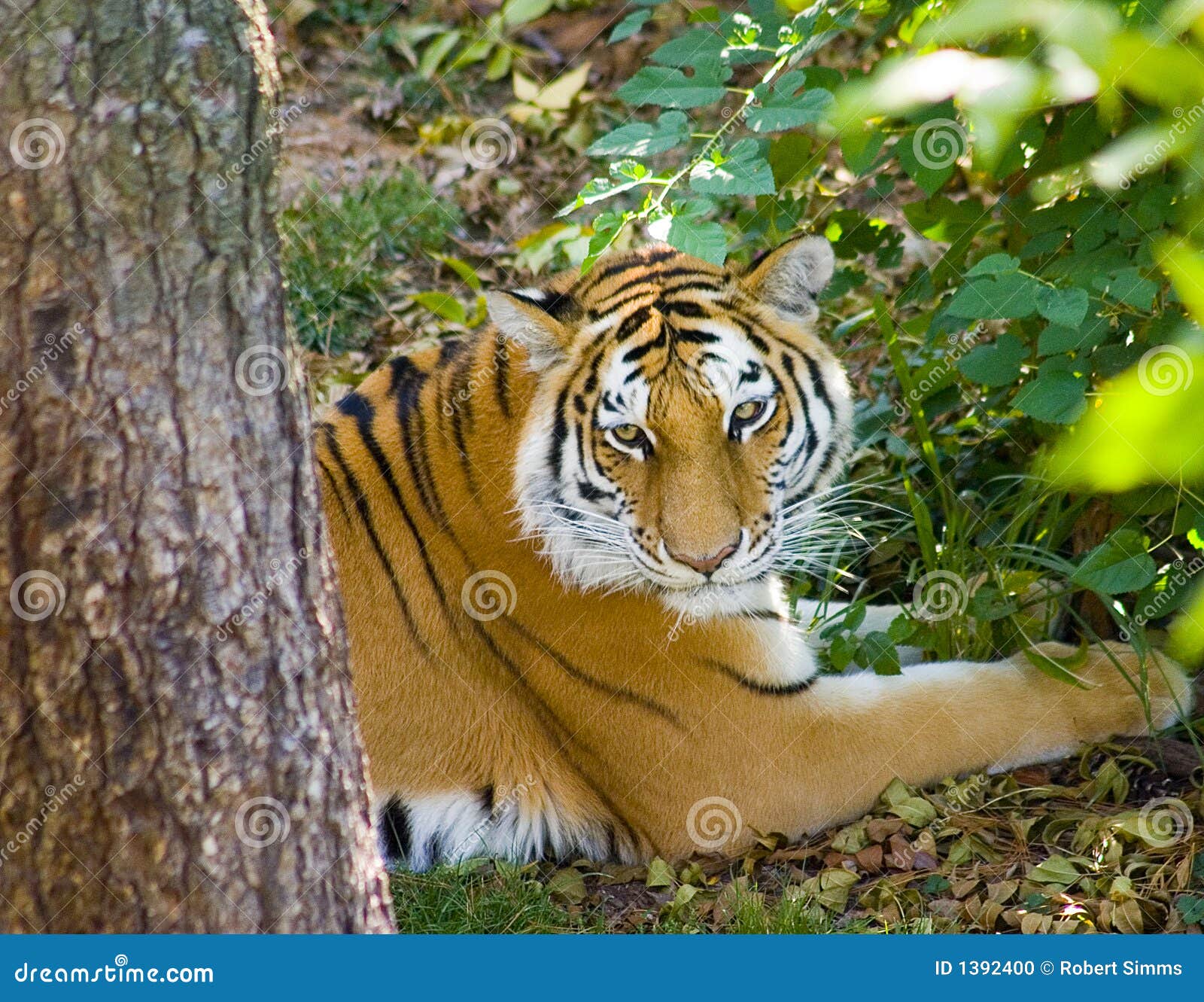 Bangle Tiger Picture. Image: 1392400