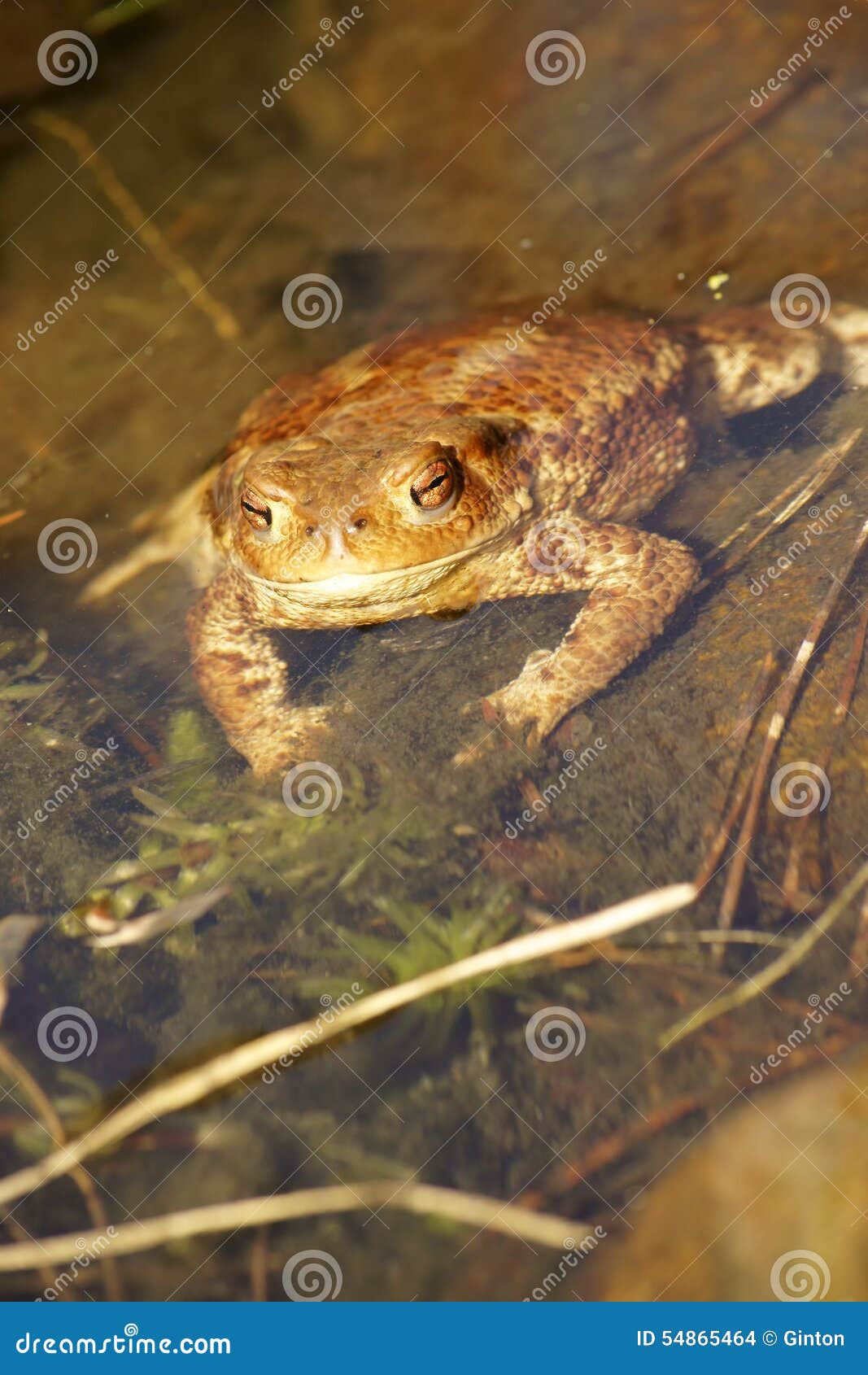 Banho de sol comum do sapo foto de stock. Imagem de banheira - 54865464