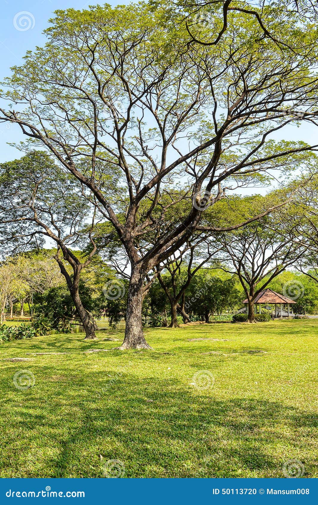 Banian photo stock. Image du thaïlande, lames, jardin - 50113720