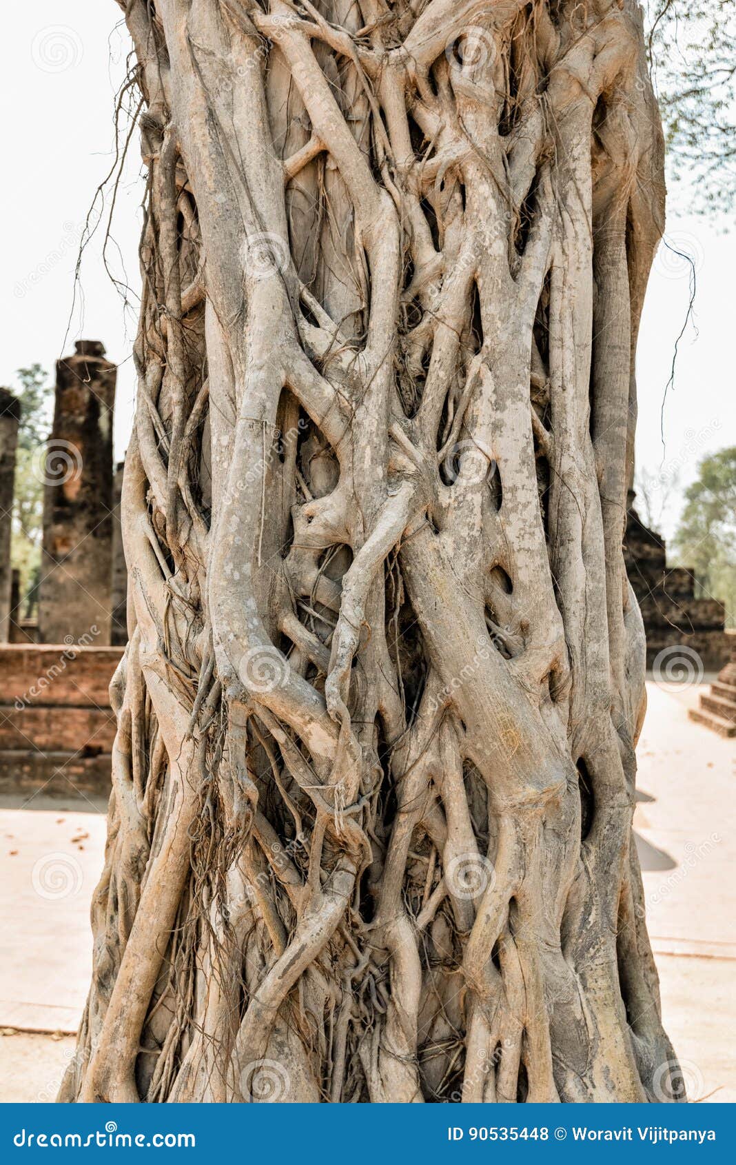 Banian photo stock. Image du antique, écorce, fond, banian - 90535448