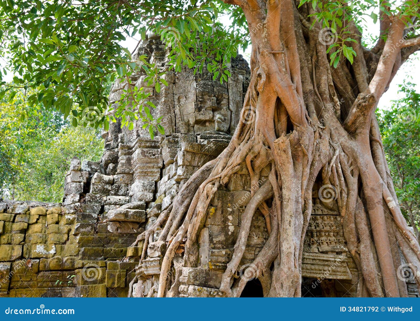 Banian S'enracinant Dans Angkor Photo stock - Image du nationale ...