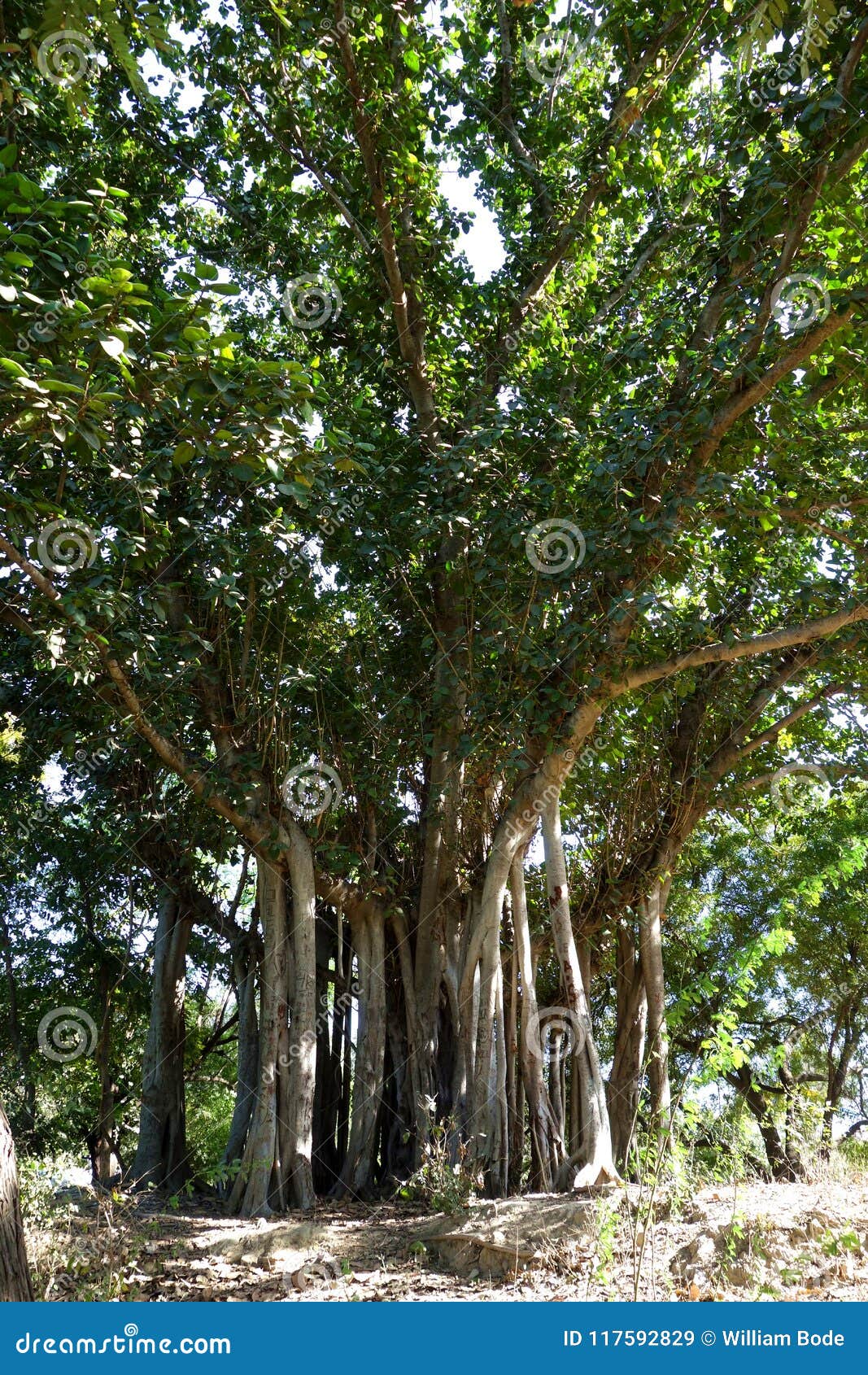 Banian Saint De Peuplement Vieux Classique Image stock - Image du ...