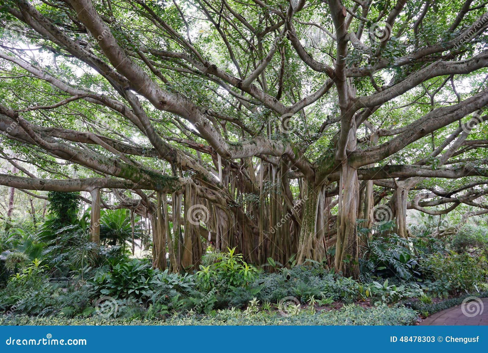 Baniano imagen de archivo. Imagen de vado, meyers, japonés - 48478303