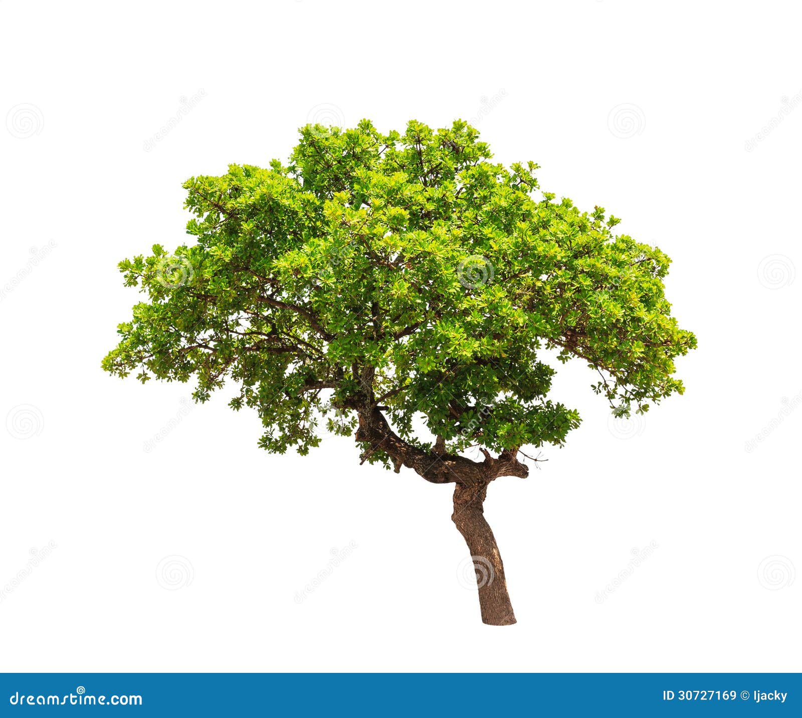 Baniano (annulata De Los Ficus) Imagen de archivo - Imagen de brillante ...