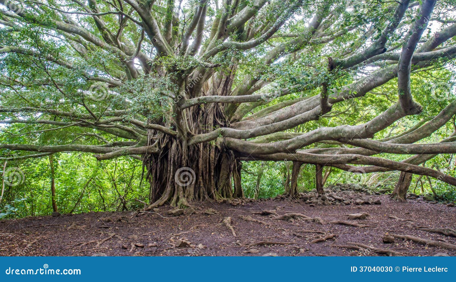 Baniano de la vida foto de archivo. Imagen de paisaje - 37040030