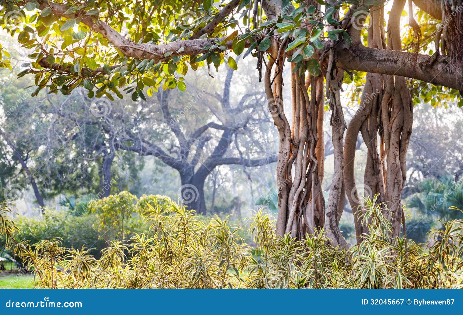 Baniano en la India imagen de archivo. Imagen de hojas - 32045667