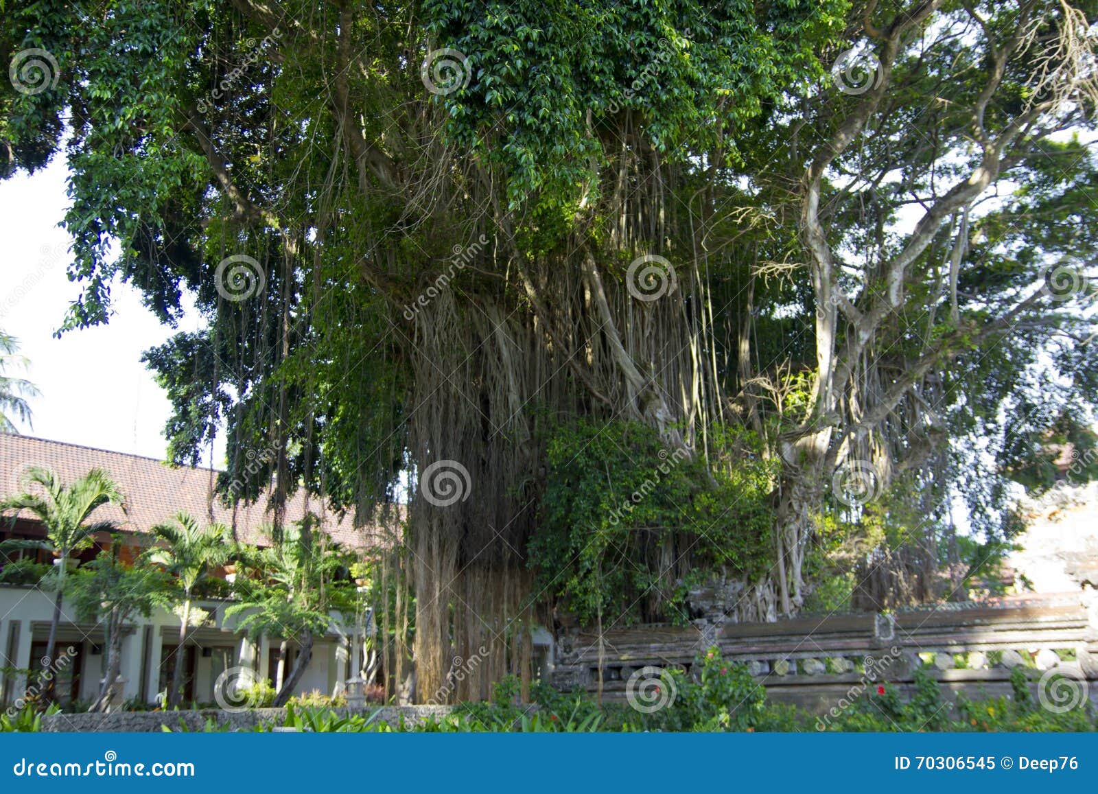 Baniano en la isla de Bali imagen de archivo. Imagen de superficie ...