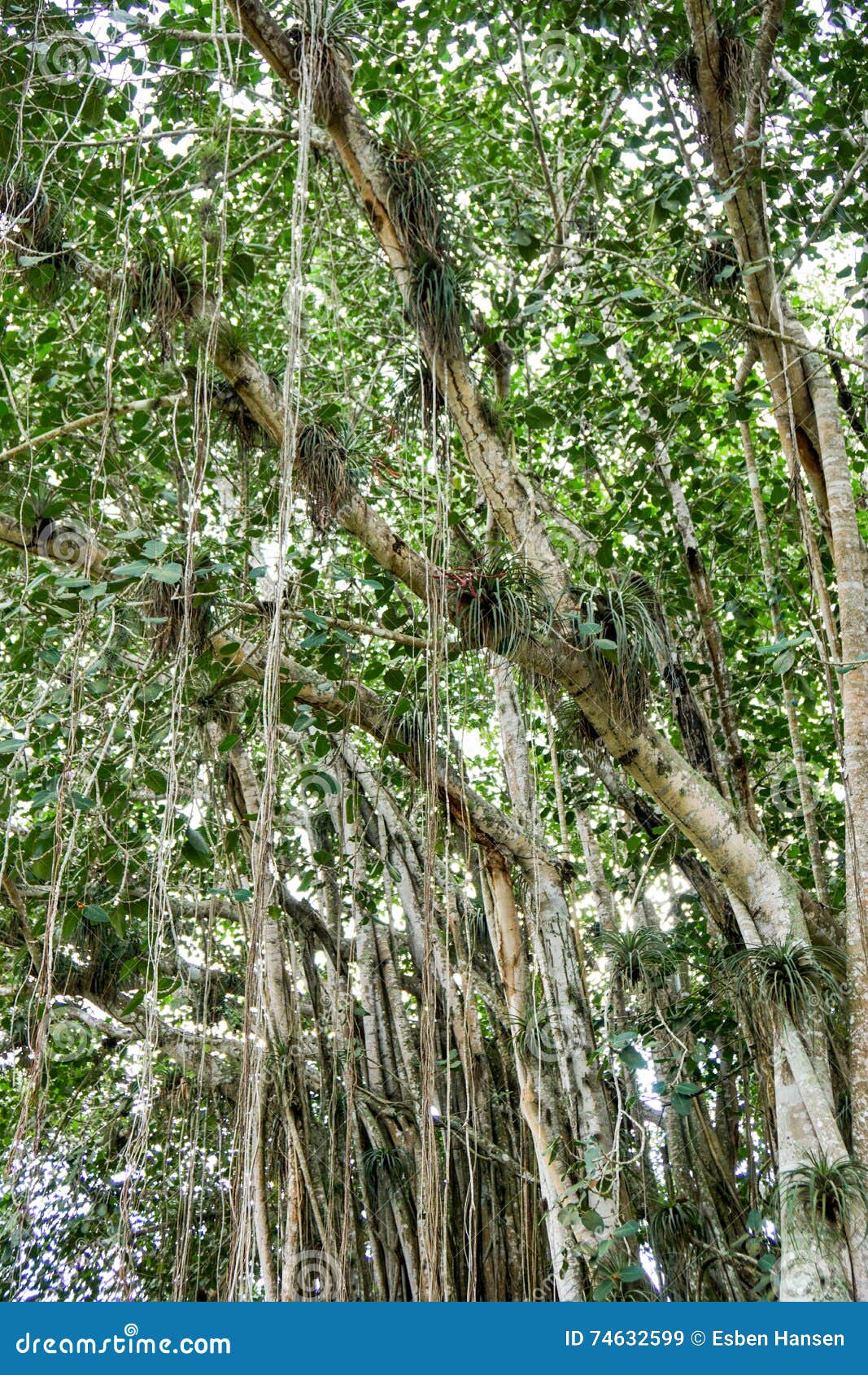 Baniano que crece en Cuba imagen de archivo. Imagen de cubo - 74632599