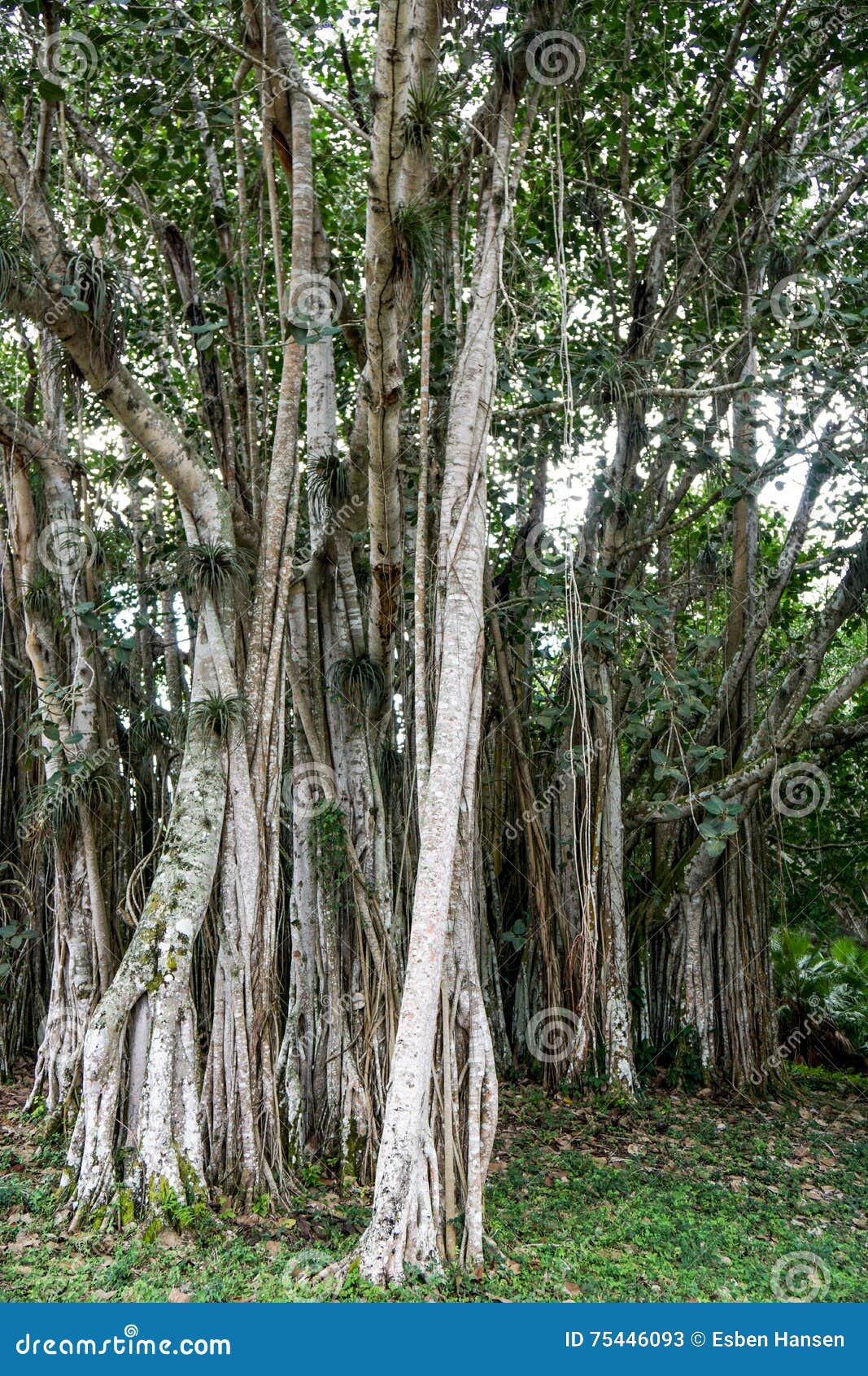 Baniano que crece en Cuba imagen de archivo. Imagen de cuba - 75446093