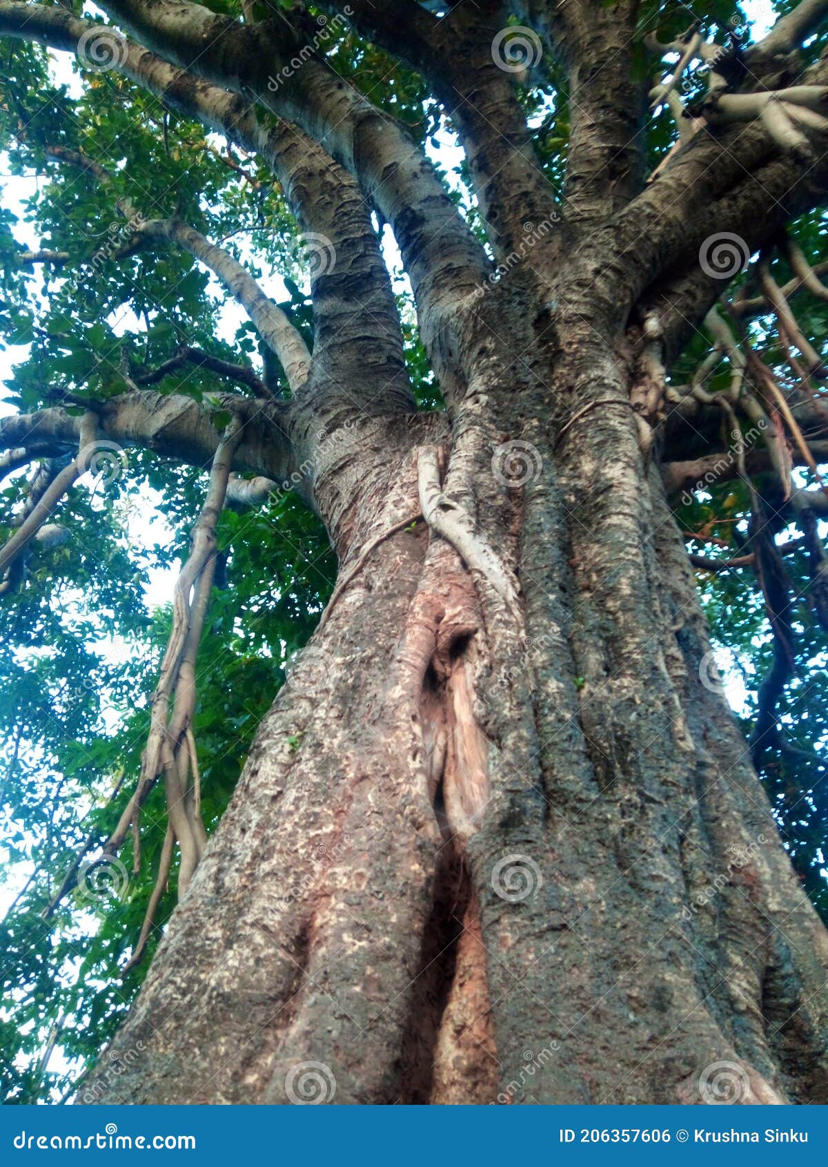 Banion Tree. it is a Big Banion Tree Stock Photo - Image of jungle ...