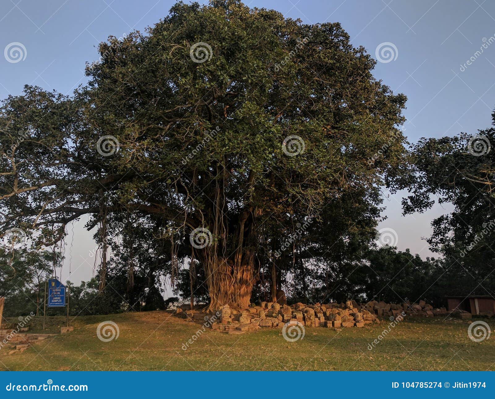 History,Ratnagiri,Monastery,Serene,Peace,Banyan Tree Stock Photo ...